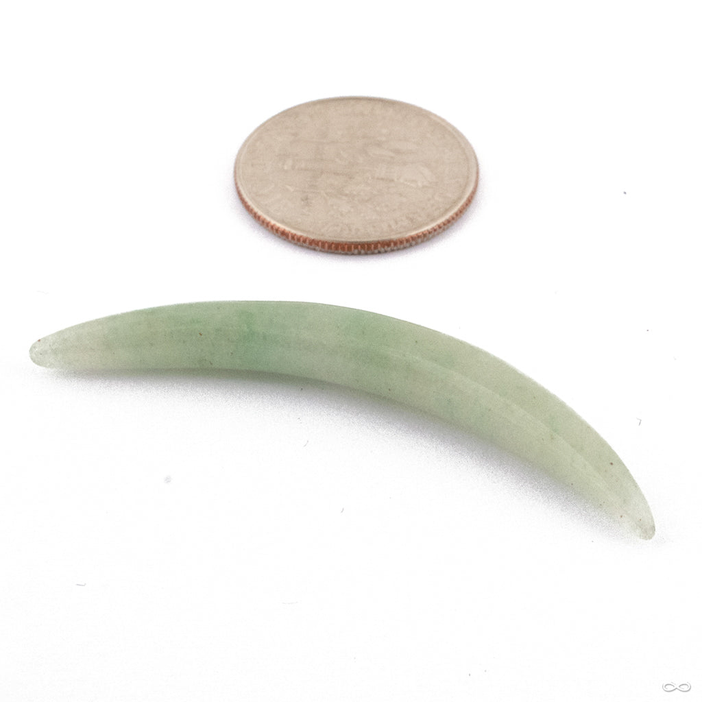 Septum Tusk in Stone from Oracle — Infinite Body Piercing, Inc.