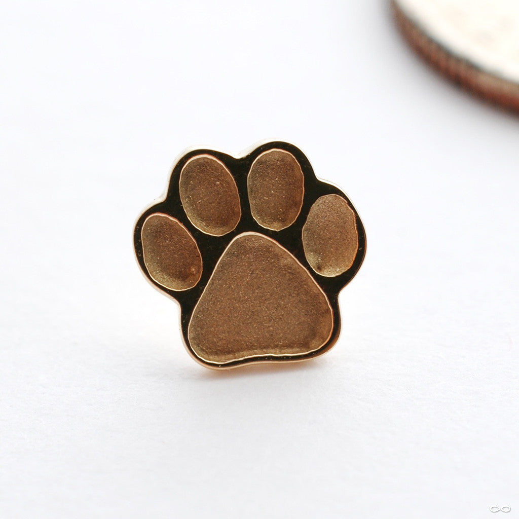 Paw Print Press-fit End in Gold from BVLA — Infinite Body Piercing, Inc.